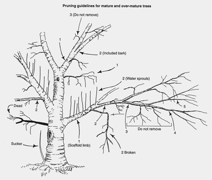Urban Tree Foundation